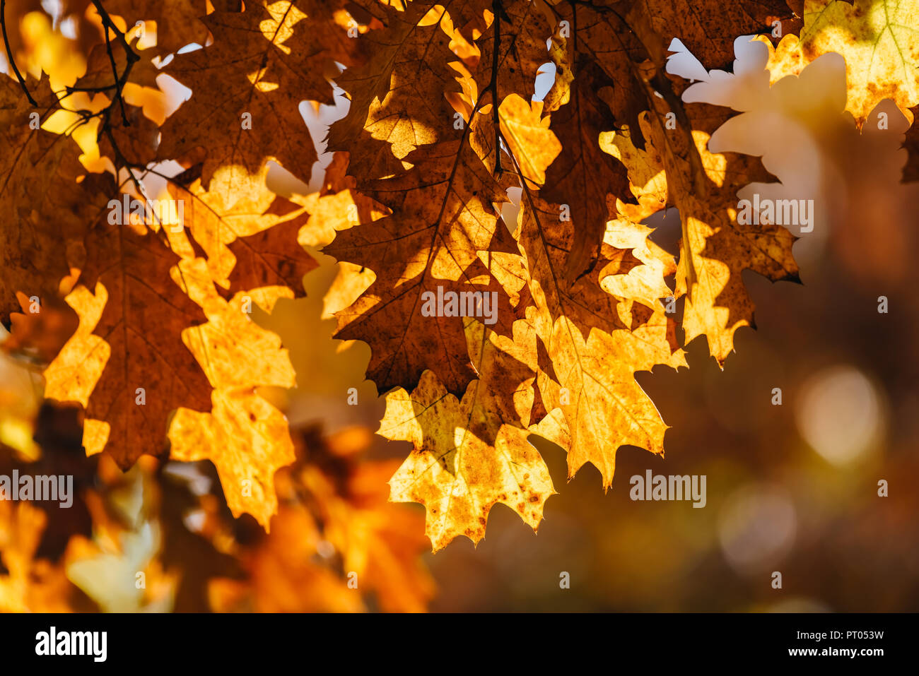 Yellow And Orange Autumn Tree Leaves In Fall Season Stock Photo - Alamy