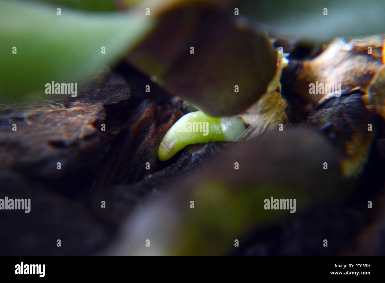 orchid with new leaf and new root Stock Photo - Alamy
