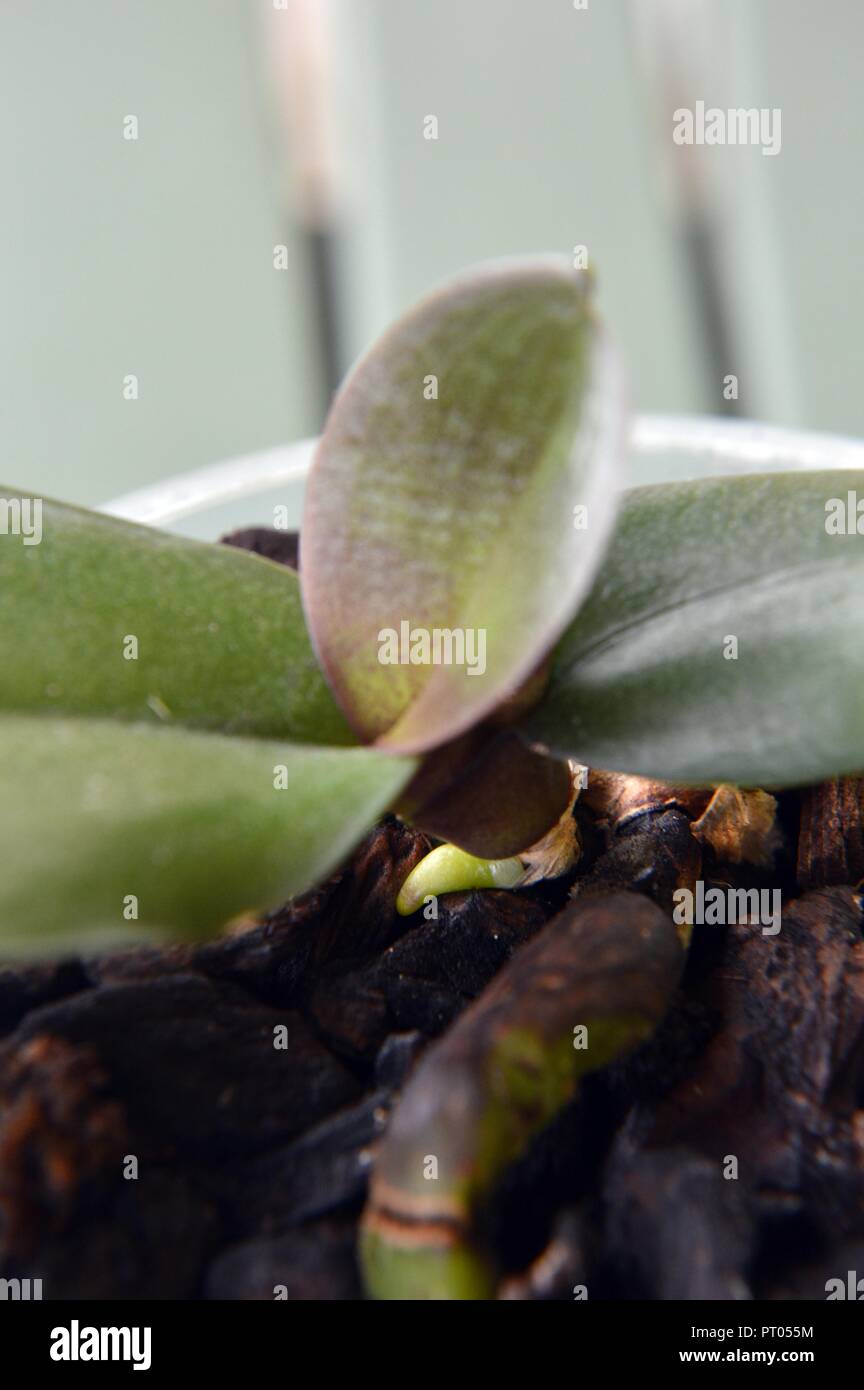 Orchid root hi-res stock photography and images - Alamy