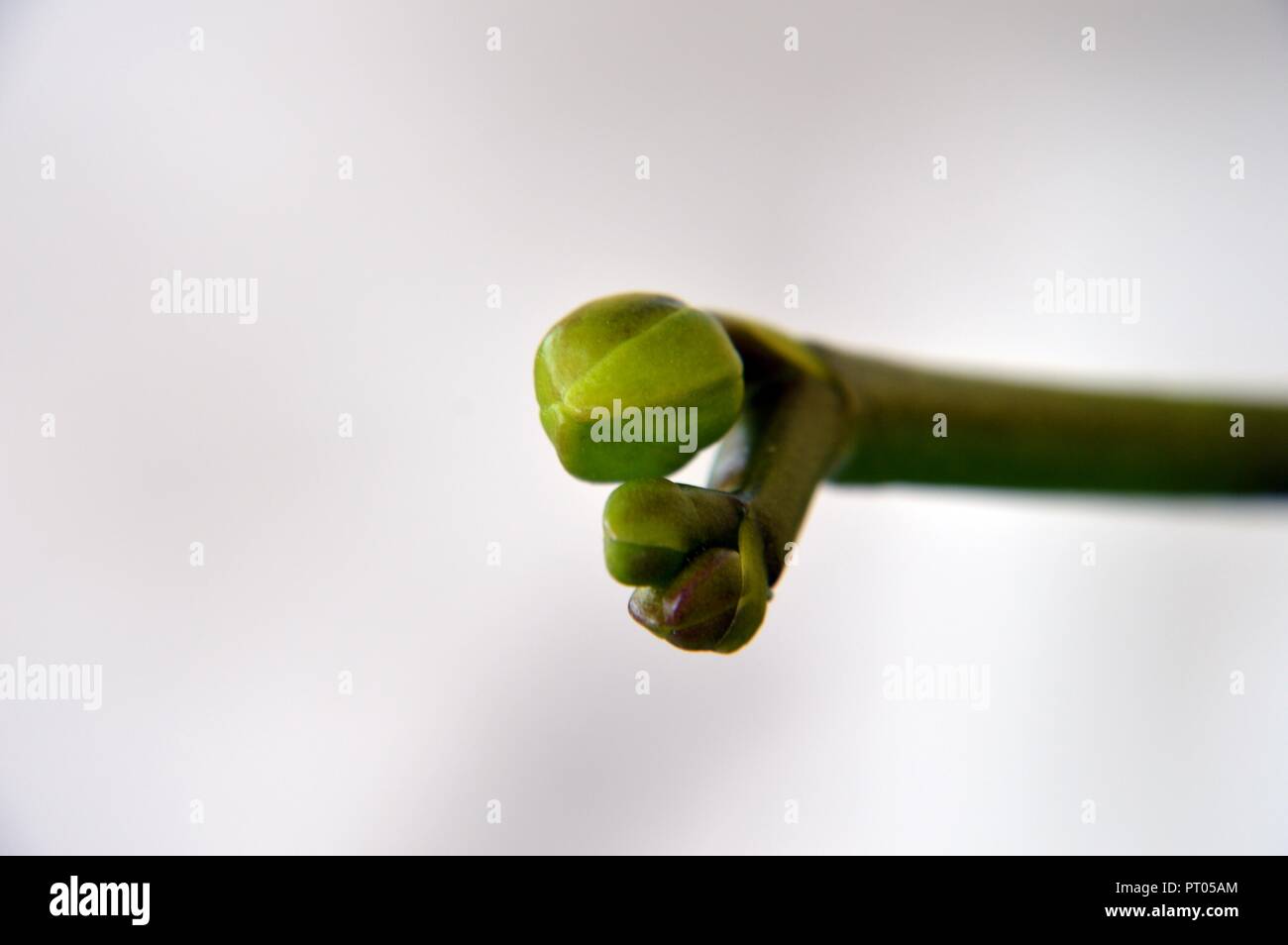 orchid with stem and new buds Stock Photo - Alamy