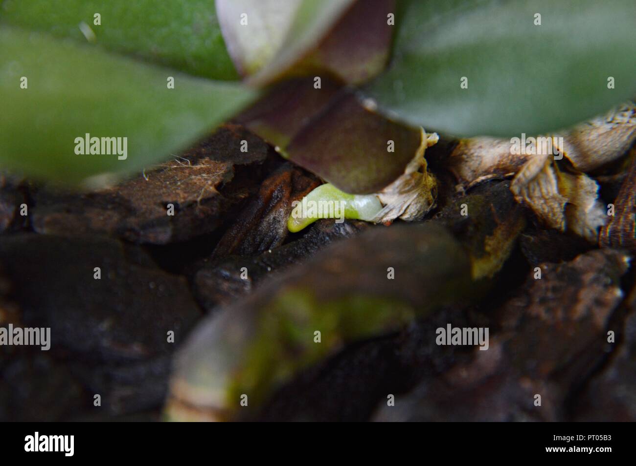 orchid with new leaf and new root Stock Photo - Alamy
