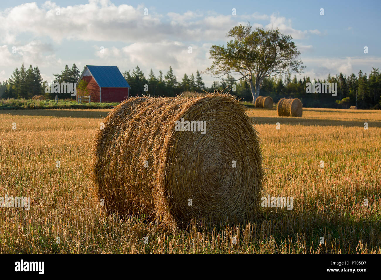 Hay bales out on a farm in rural North America Stock Photo - Alamy