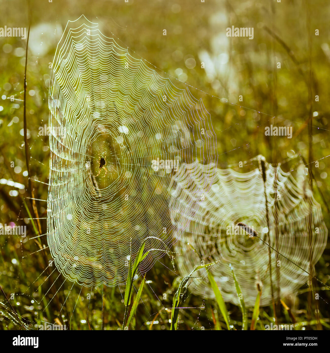 Sunlight through spider web hi-res stock photography and images - Alamy