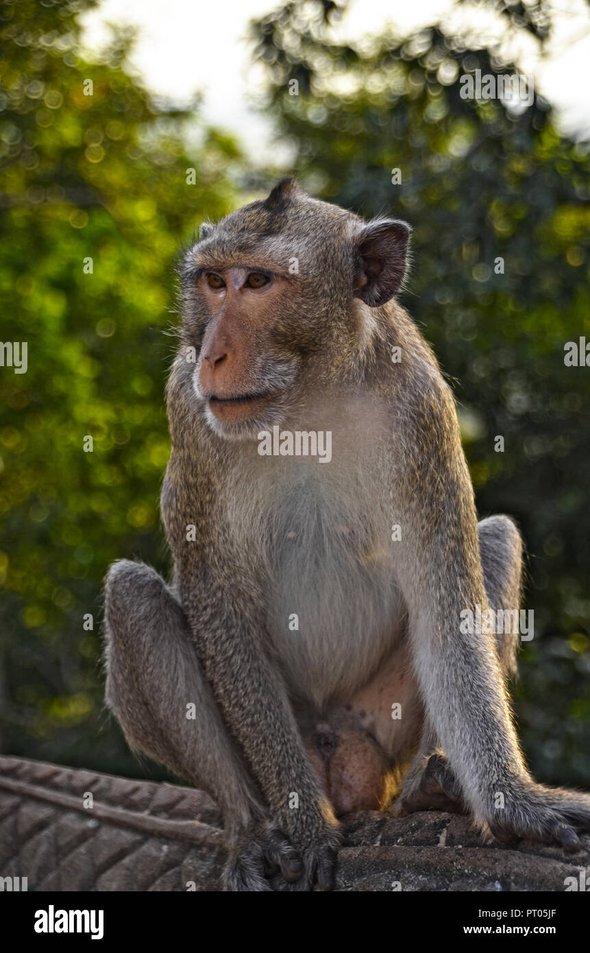 Cambodian Animals High Resolution Stock Photography and Images - Alamy