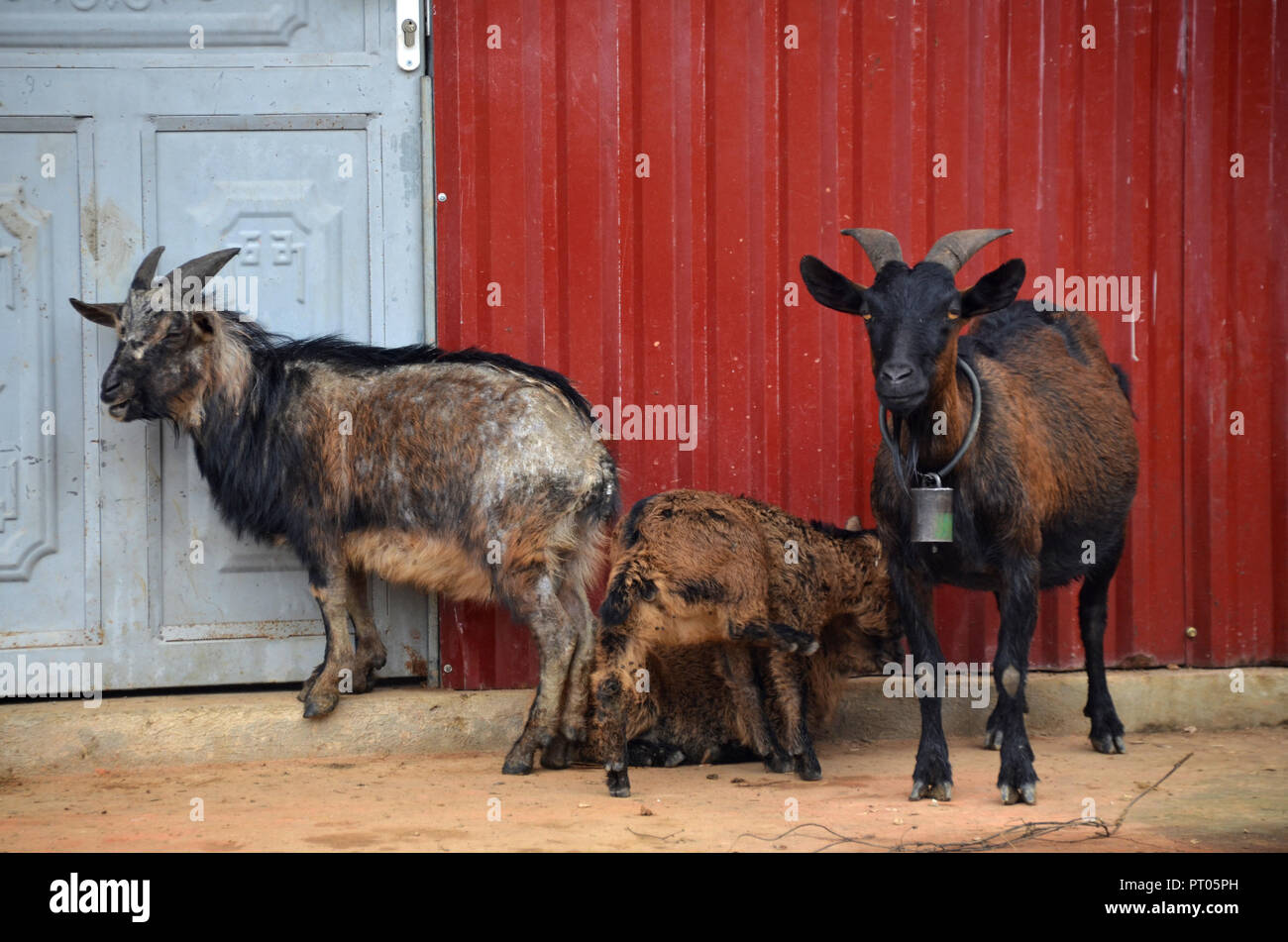 Animals in Vietnam - Goats Stock Photo - Alamy