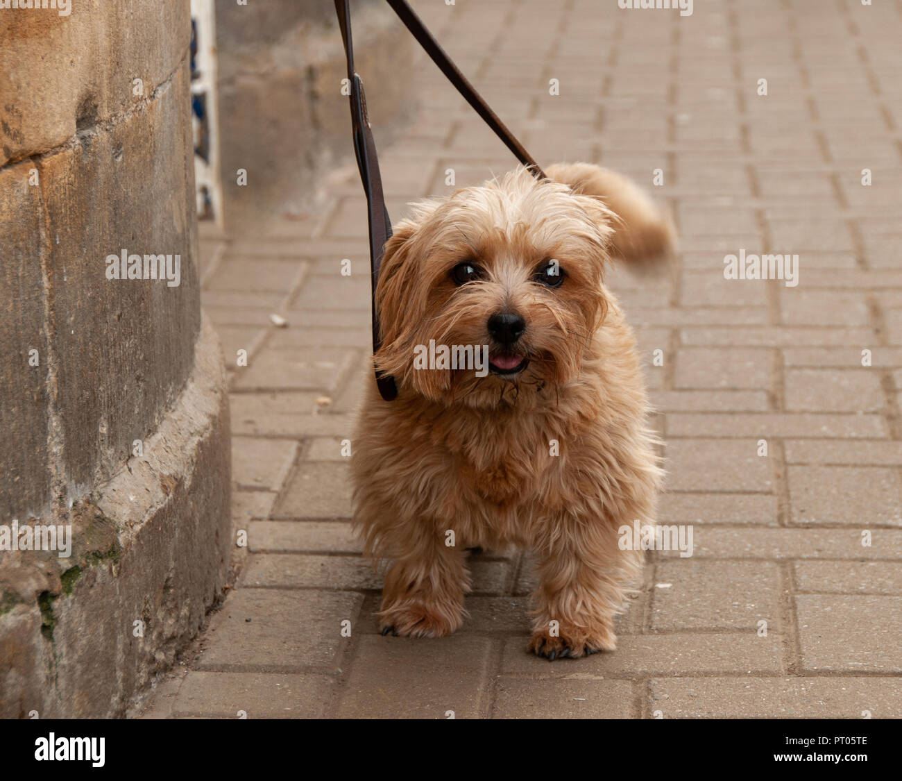 Small sized terrier type dog tied up outside a shop with happy and ...