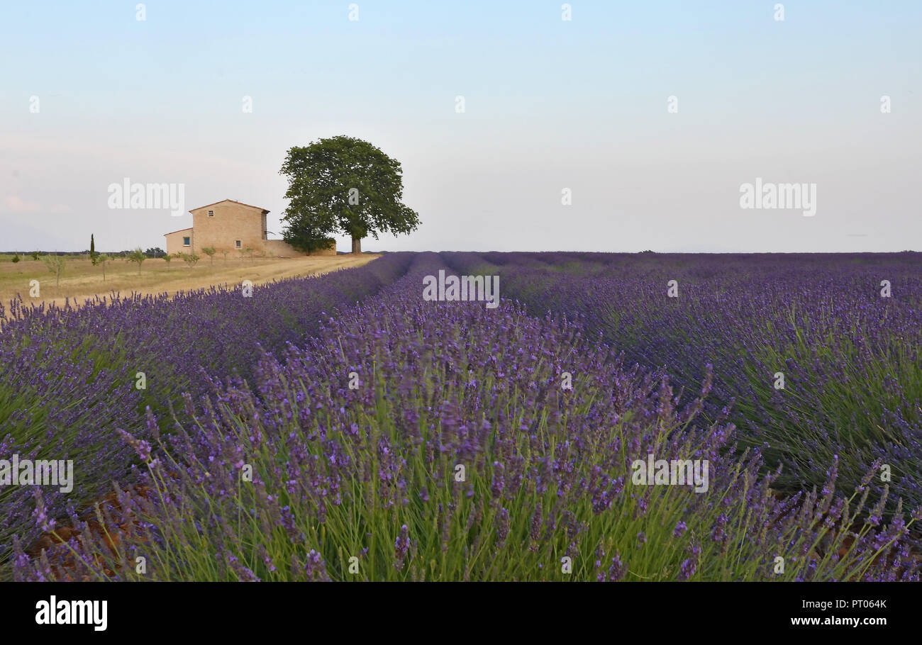 Provence landscape with lavender Stock Photo - Alamy