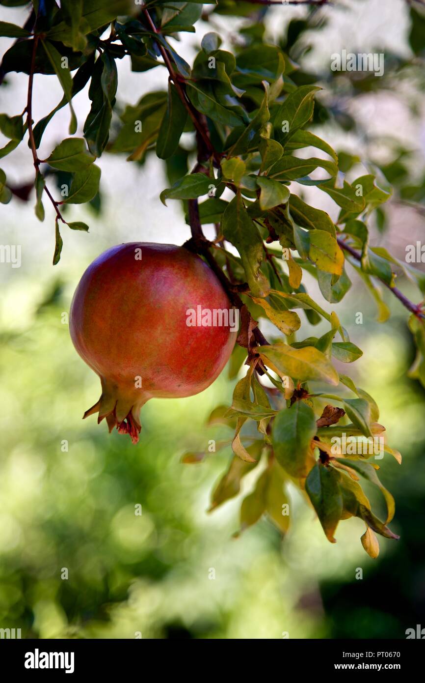 Mediterranean fruit tree hi-res stock photography and images - Alamy