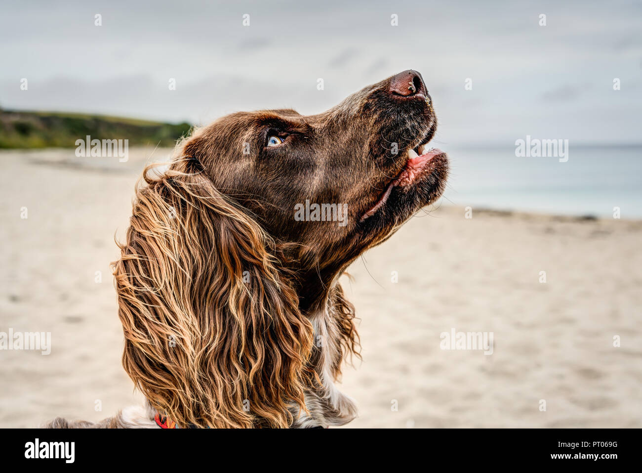 Sprocker cross hi-res stock photography and images - Alamy