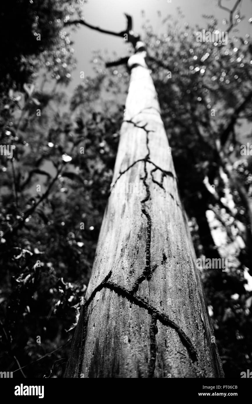 A dead tree in a forest in black and white, Dalrymple gap, QLD ...