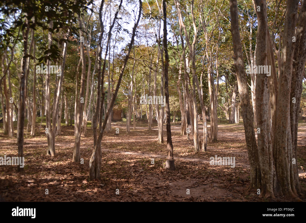 Sambor Prei Kuk Stock Photo - Alamy