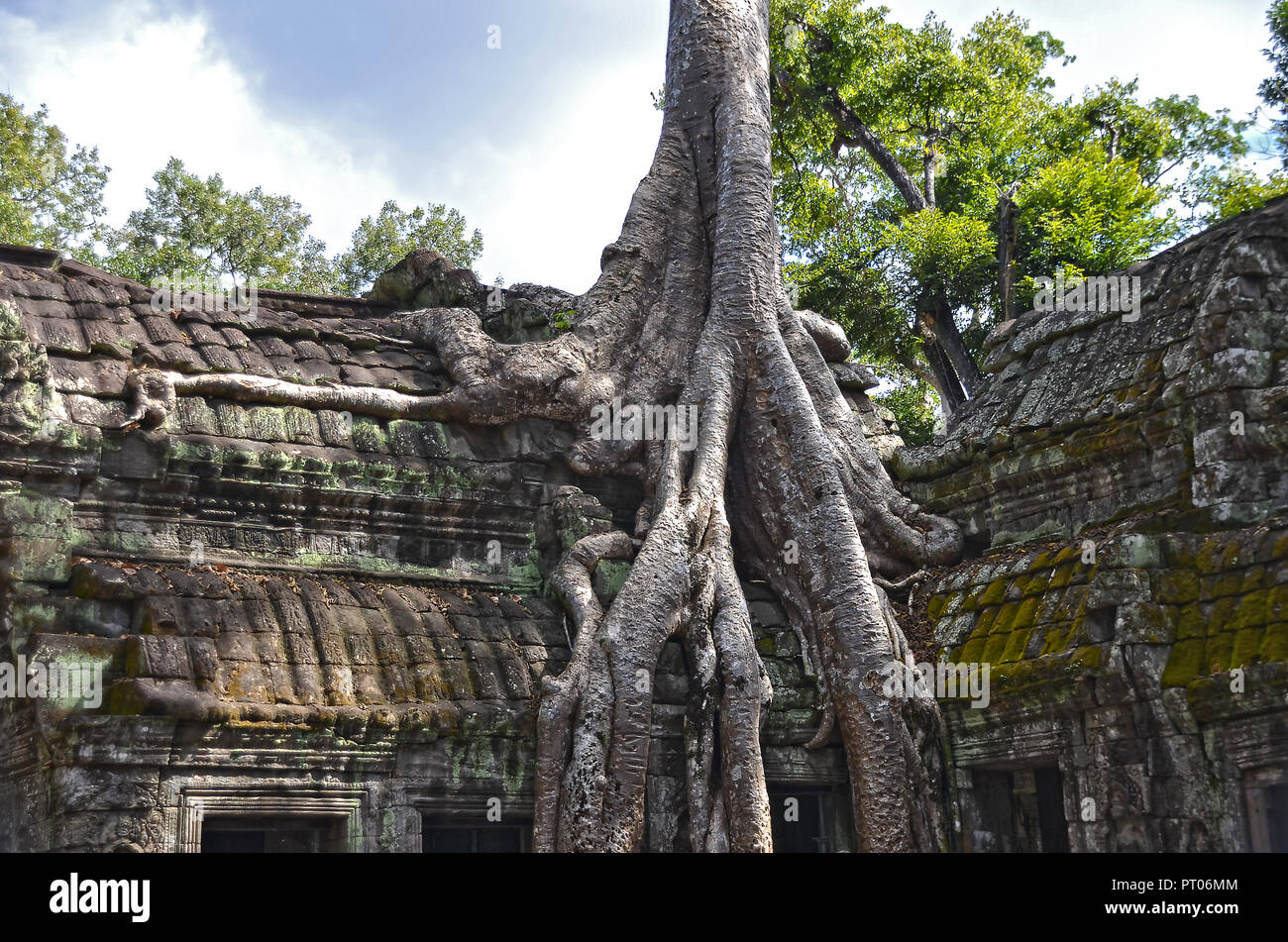 Angkor Wat - Roots Stock Photo - Alamy