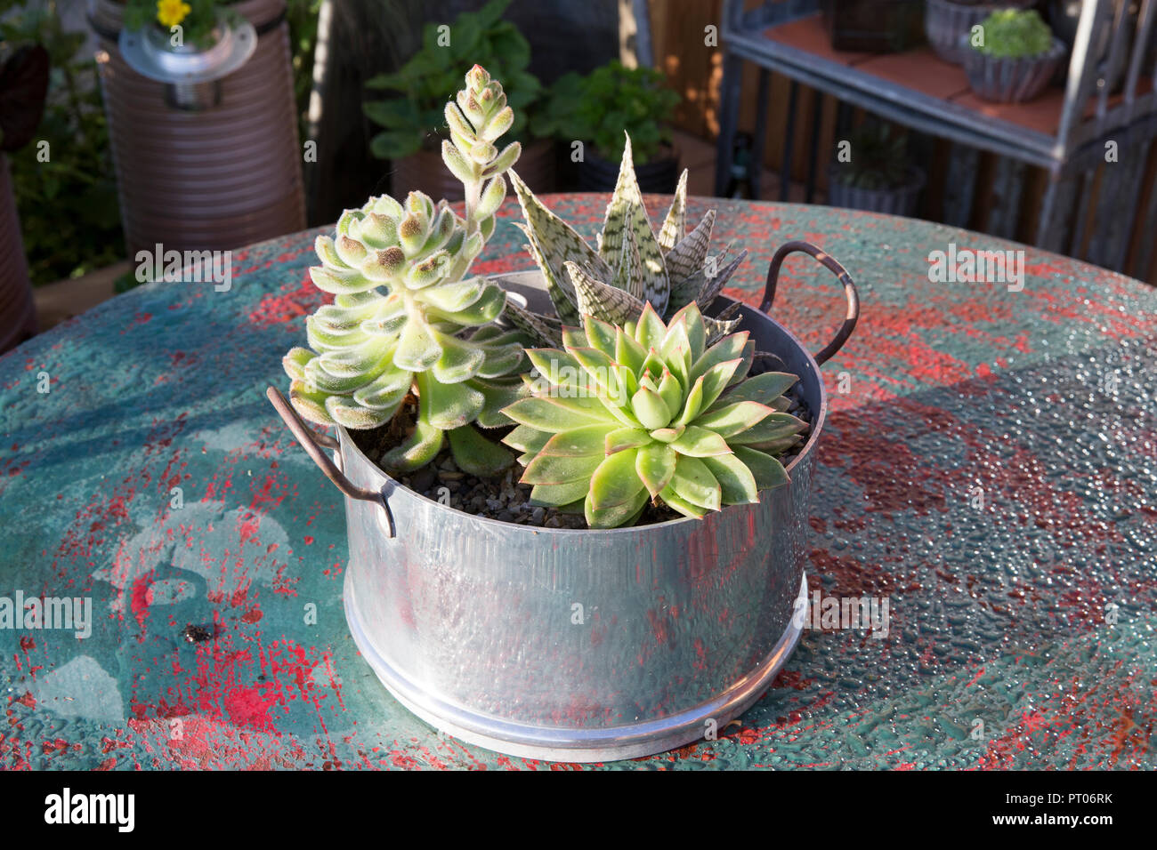 Garden with Cacti and Succulents and sempervivum plants grown in old ...