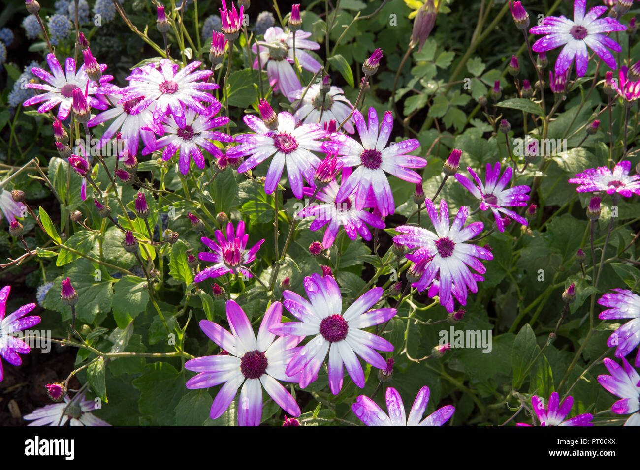 Cineraria Senetti Pink Bicolour Stock Photo - Alamy