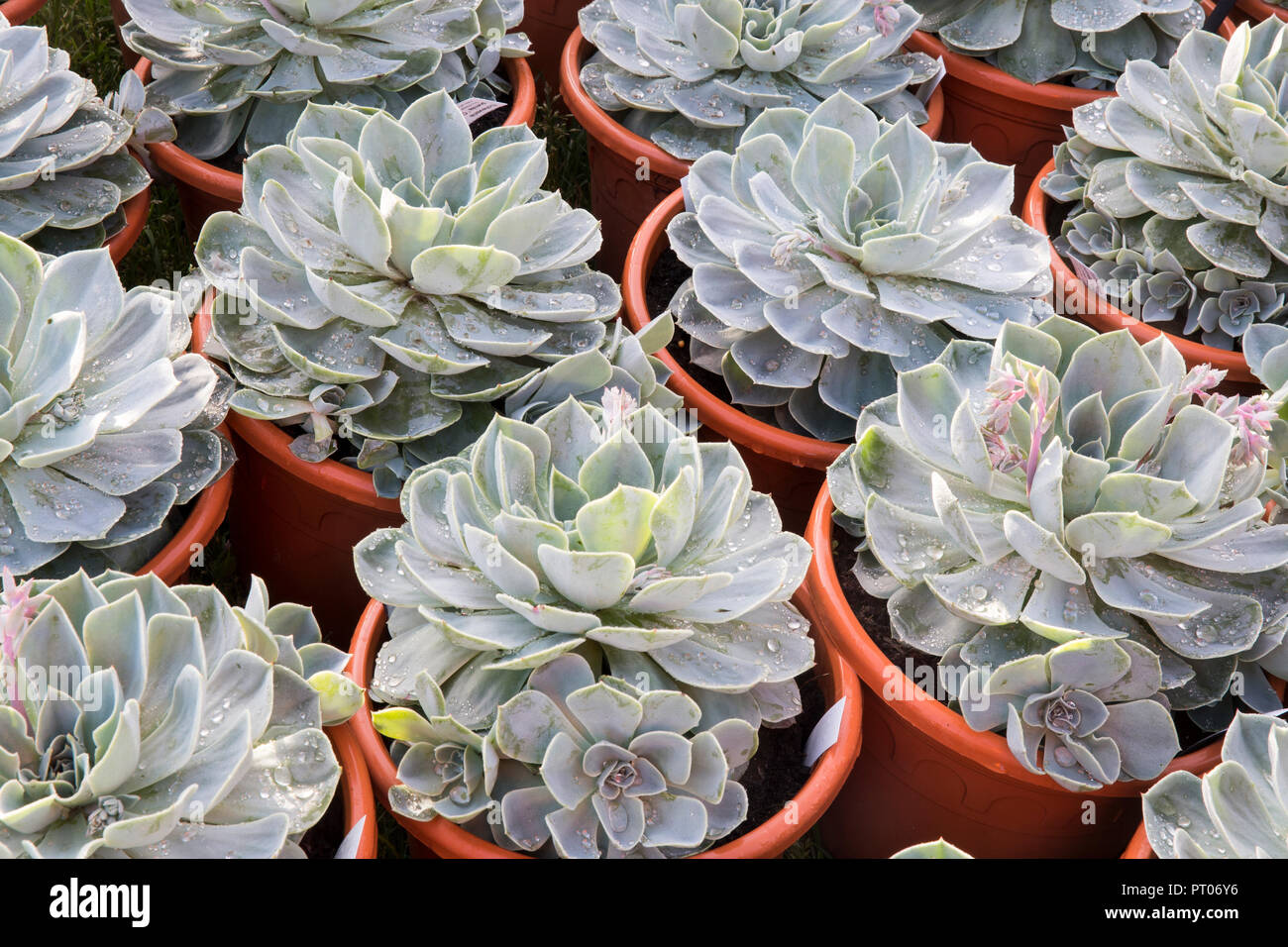 Succulents in pots hi-res stock photography and images - Alamy