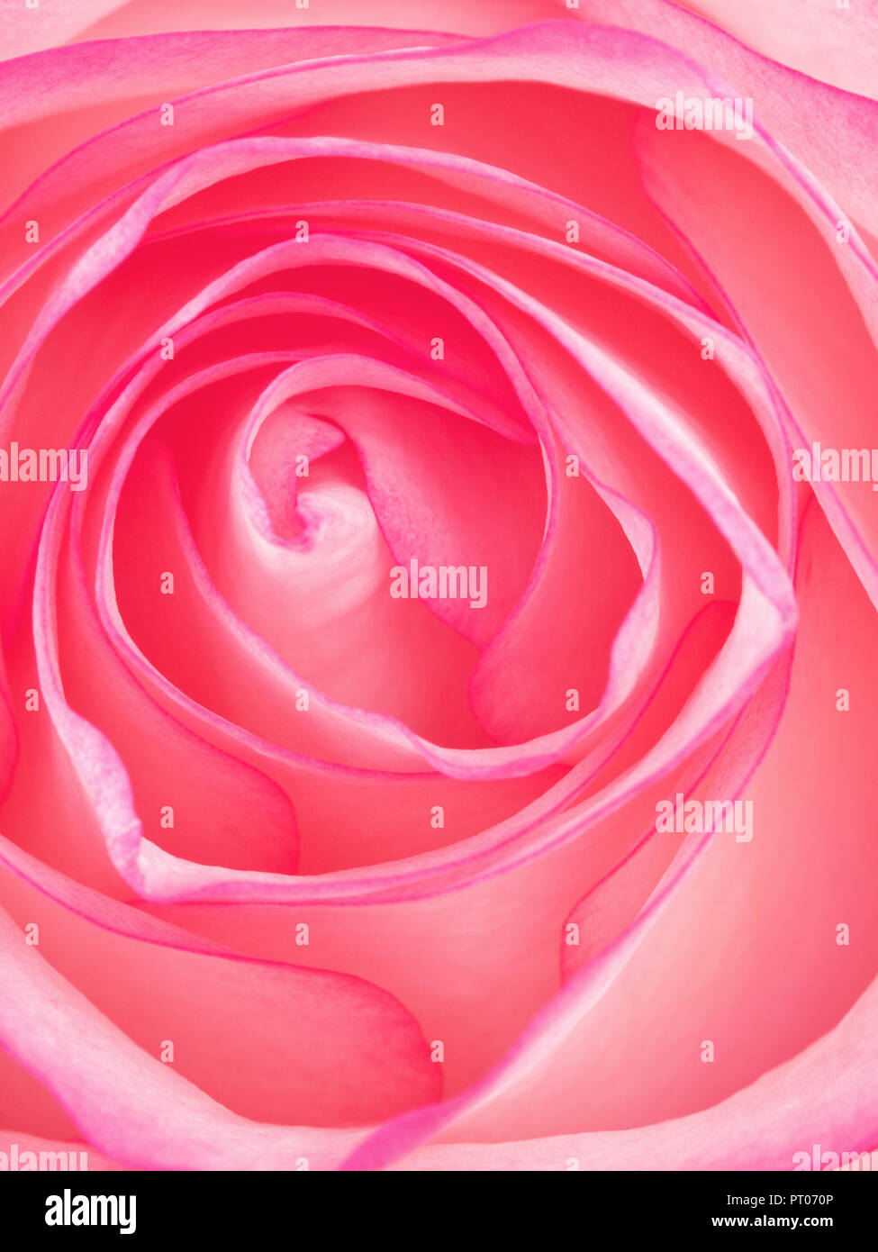 beautiful pink rose flower, top view macro shot Stock Photo - Alamy