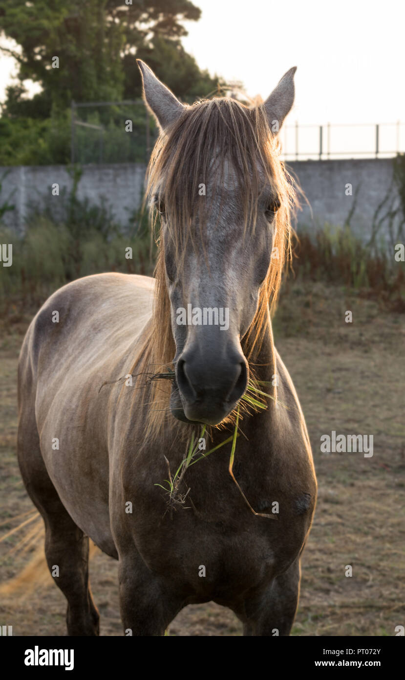 Portrait horse eating grass in hi-res stock photography and images - Alamy