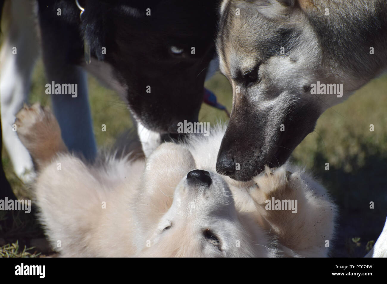 Adult dogs hi-res stock photography and images - Alamy