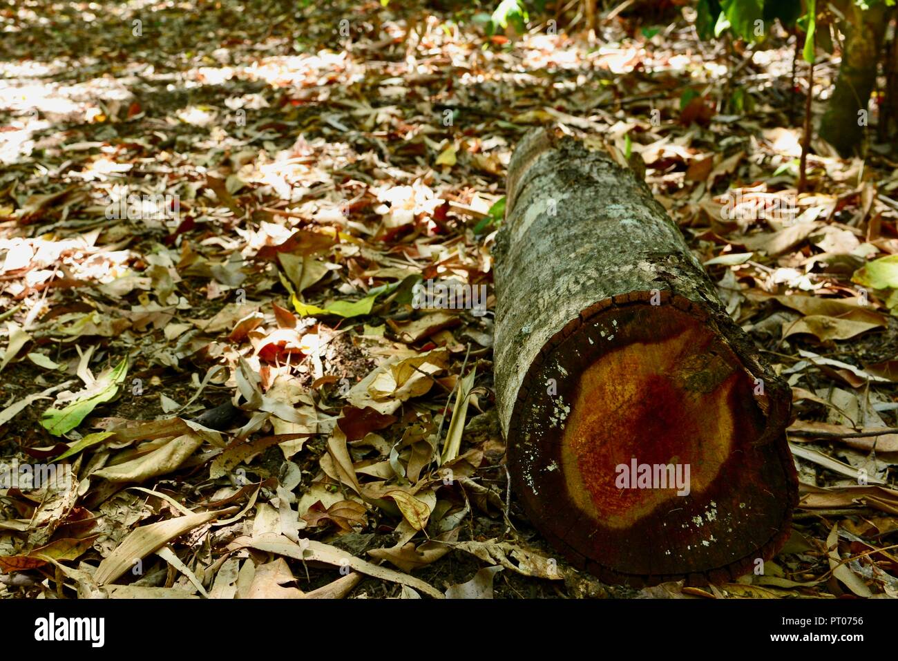 Wood log lying on the forest floor, Dalrymple gap, QLD, Australia Stock ...