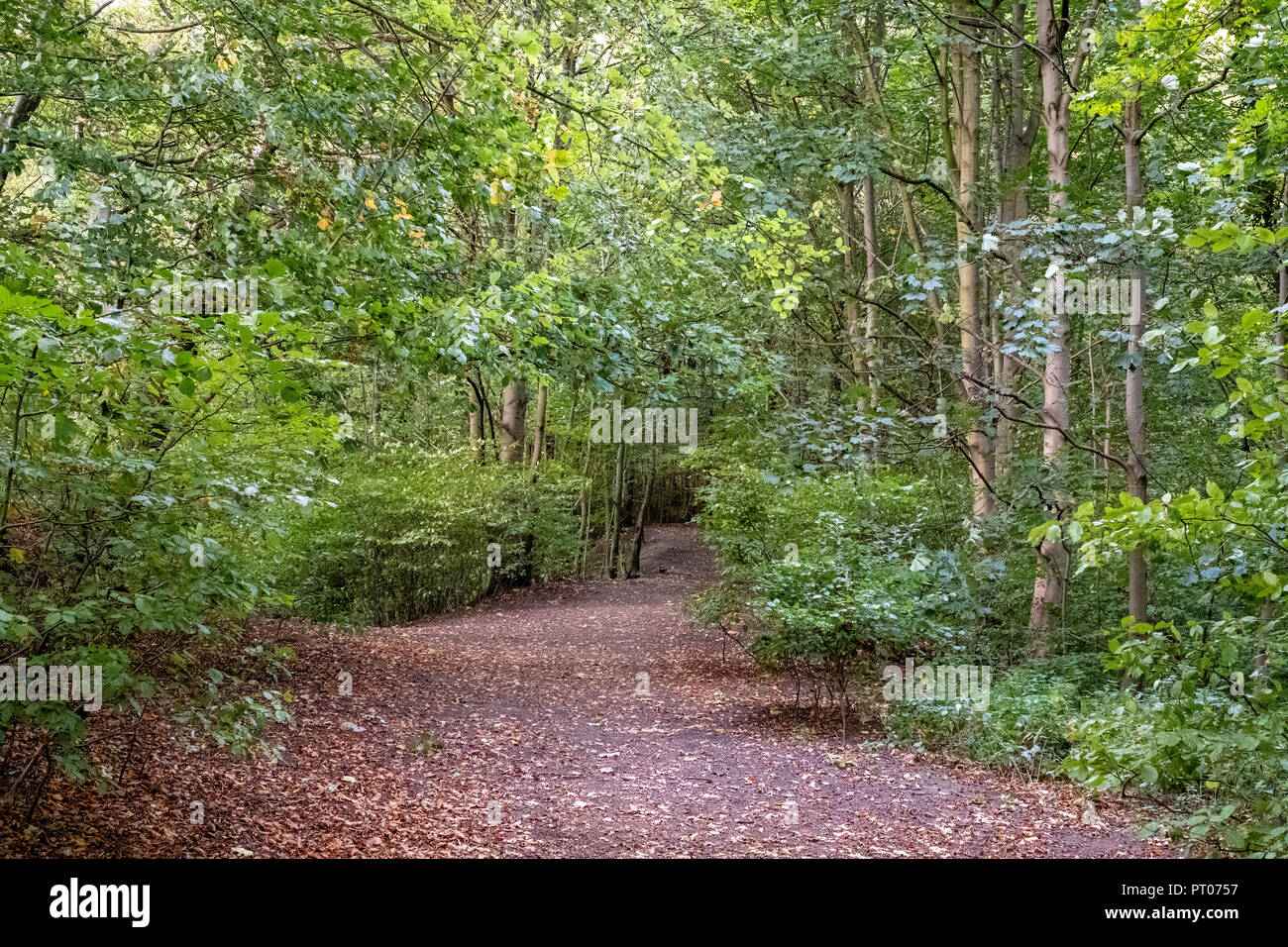 Autumnal scenes in Judy Woods, Wyke, Bradford, West Yorkshire, England ...