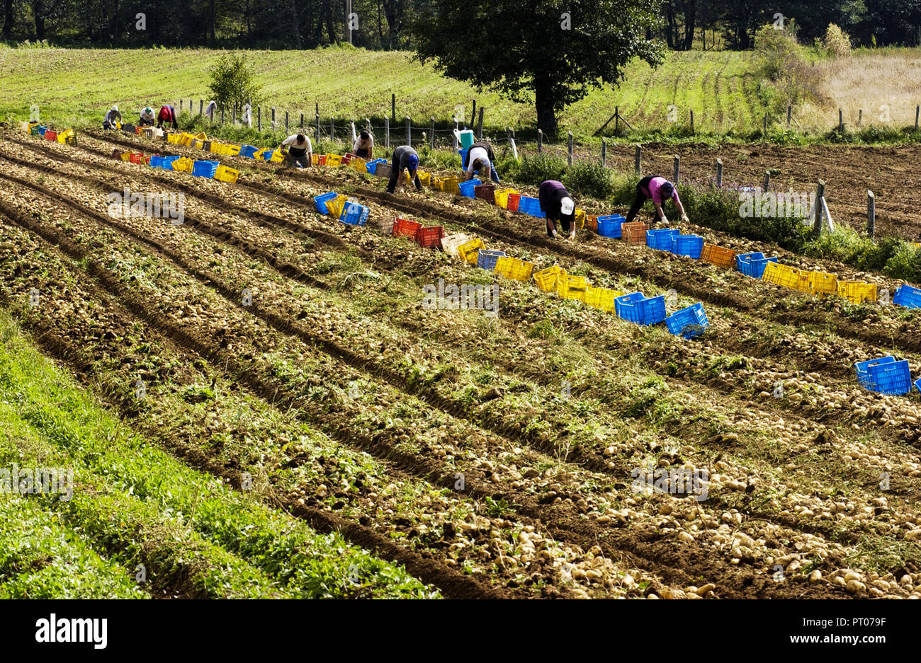 Patate silane hi-res stock photography and images - Alamy