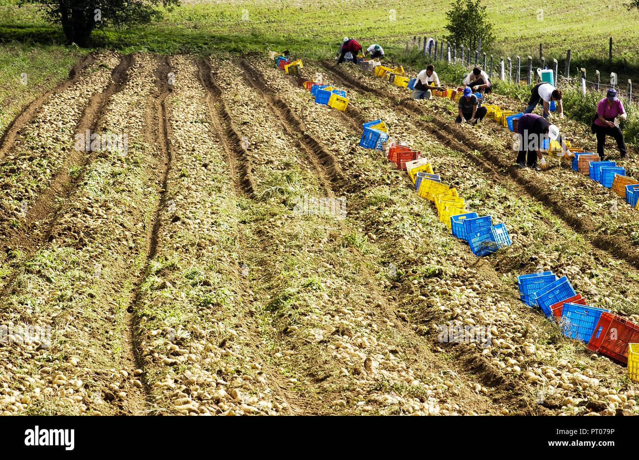 Patate silane hi-res stock photography and images - Alamy