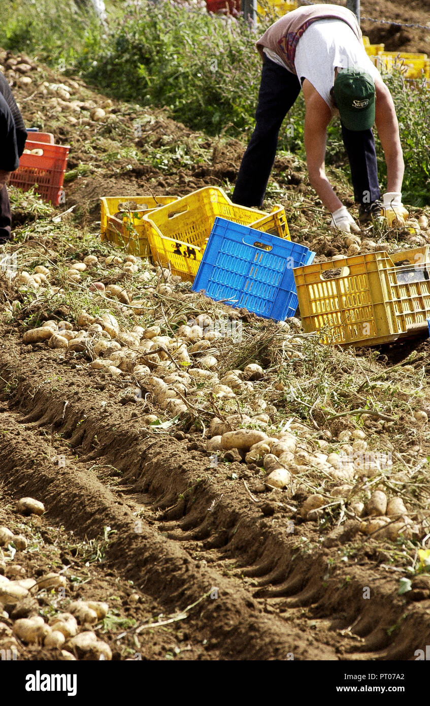 Italy Calabria potato cultivation Stock Photo - Alamy