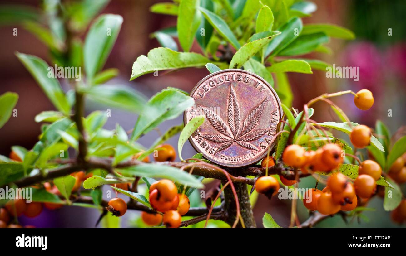 Marijuana coin on the green tree. Marijuana outdoor legalize concept ...