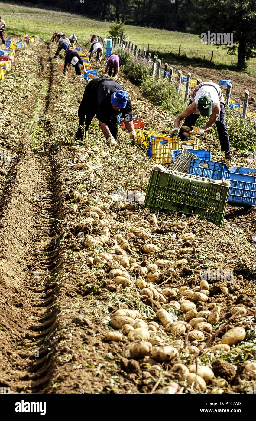 Italy Calabria potato cultivation Stock Photo - Alamy