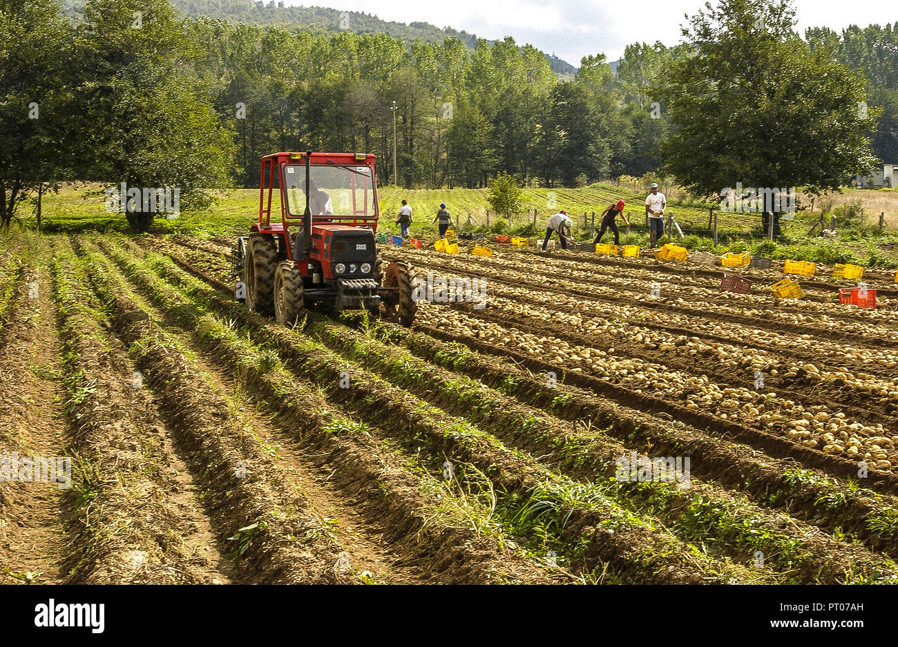 Italy Calabria potato cultivation Stock Photo - Alamy