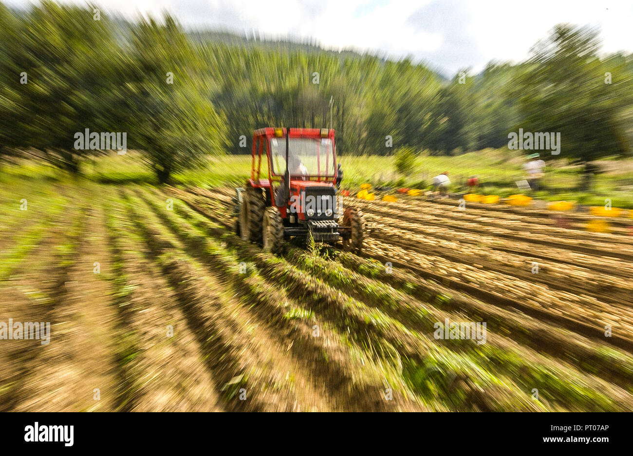 Patate silane hi-res stock photography and images - Alamy