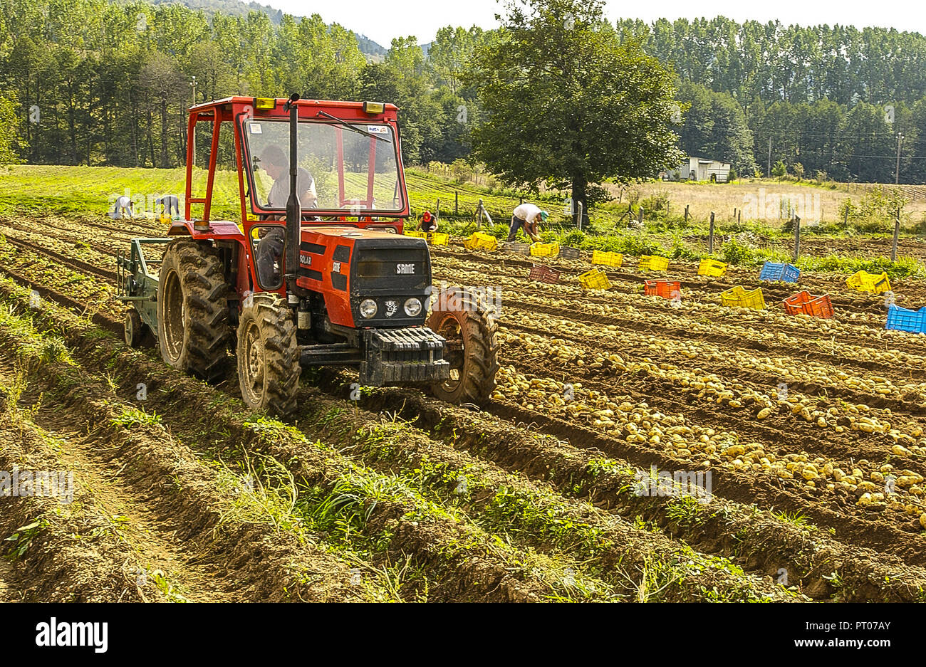 Italy Calabria potato cultivation Stock Photo - Alamy