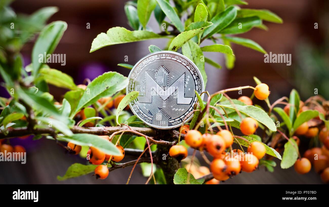 Digital currency physical silver monero coin on the tree ...