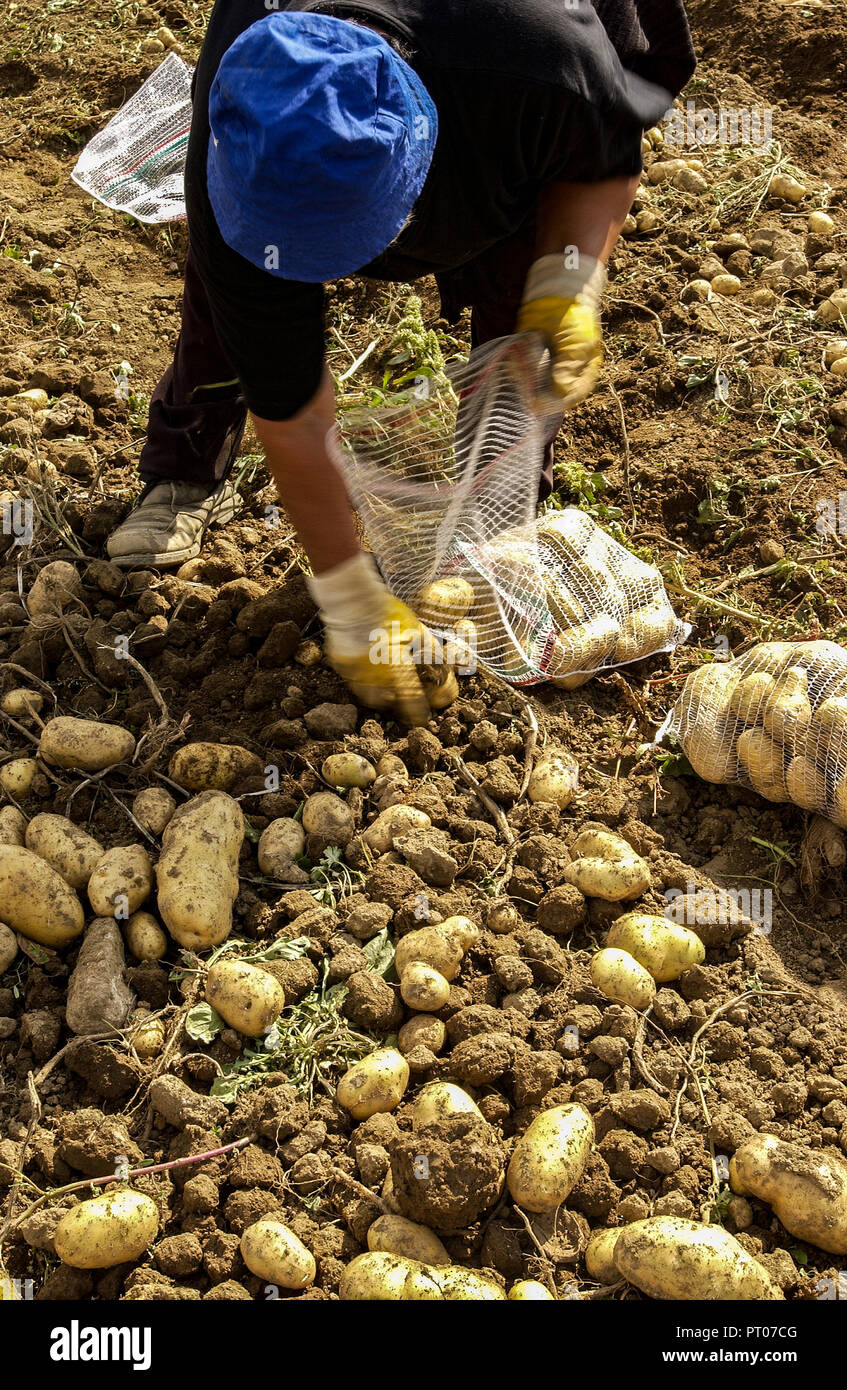Italy Calabria potato cultivation Stock Photo - Alamy
