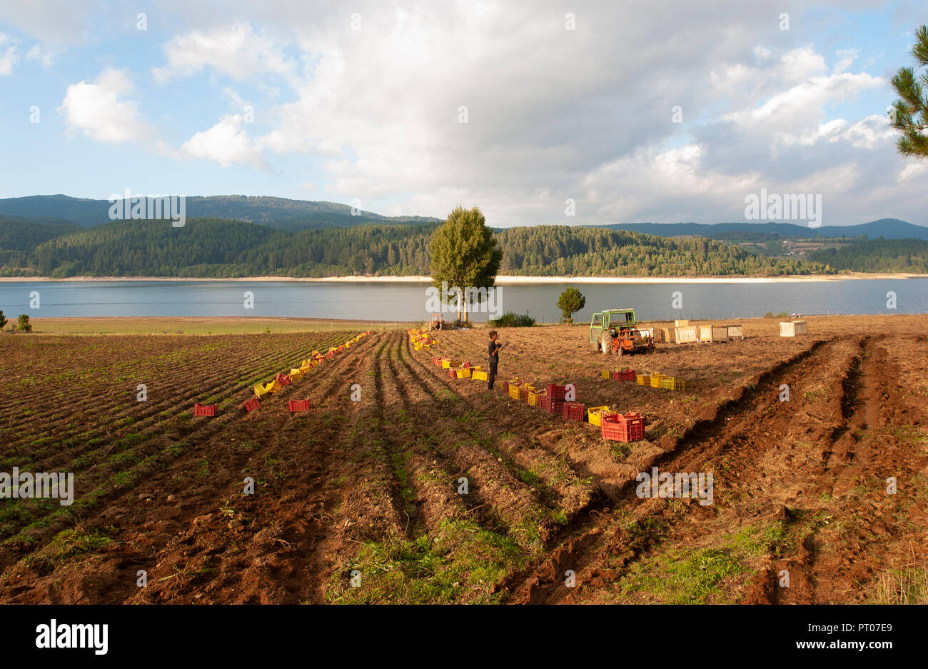 Patate silane hi-res stock photography and images - Alamy