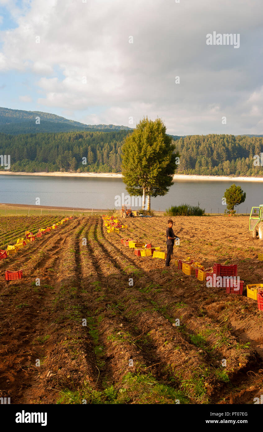 Patate silane hi-res stock photography and images - Alamy