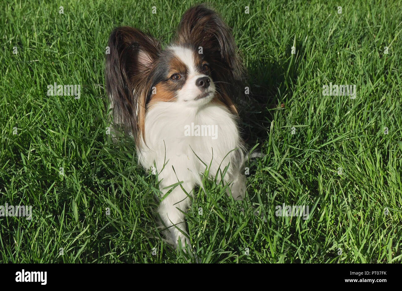 Beautiful dog Papillon lies on green lawn and looks Stock Photo - Alamy