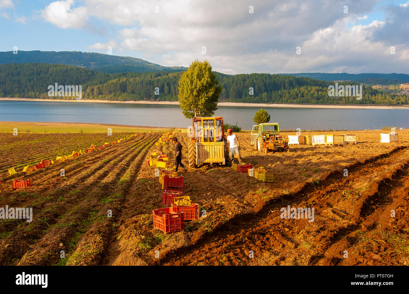 Italy Calabria potato cultivation Stock Photo - Alamy