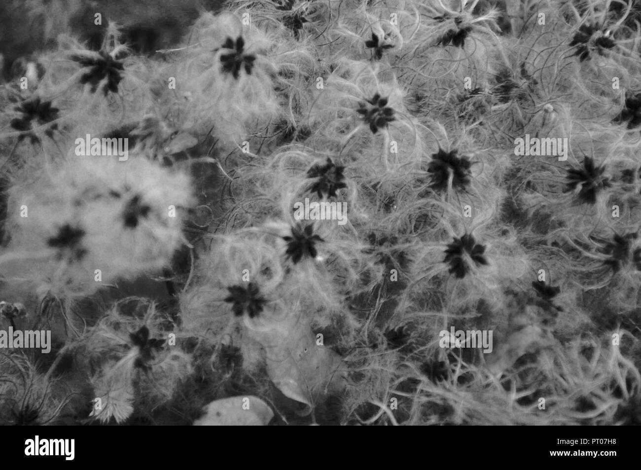 Small blooming garden Black and White Stock Photos & Images - Alamy