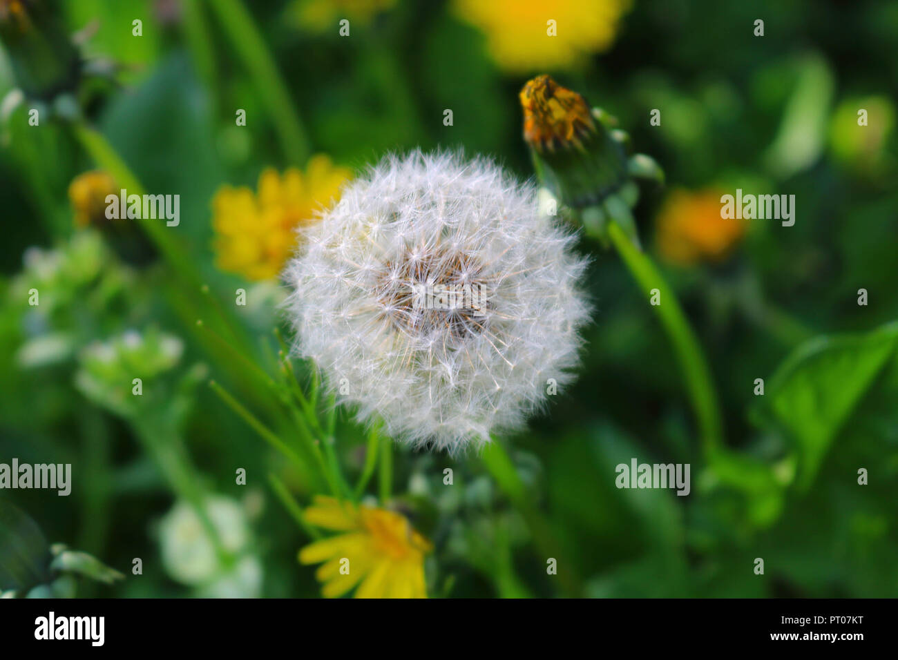 Beautiful flowers in natural environment hi-res stock photography and ...