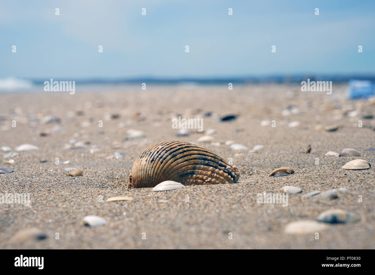 Various seashells peeled on the Atlantic beach in Portugal Stock Photo ...