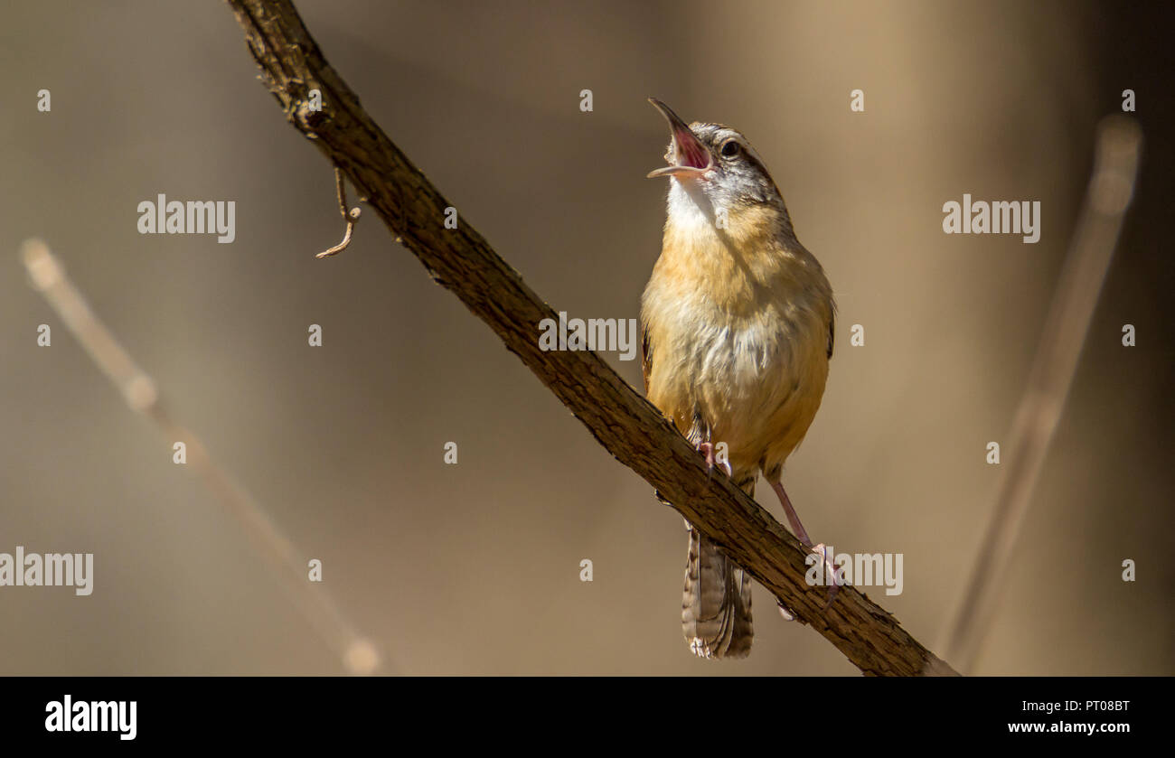 Carolina wren song bird hi-res stock photography and images - Alamy