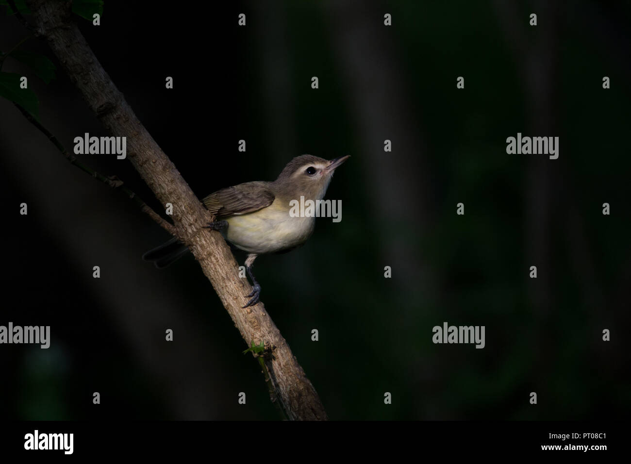 Bird with dramatic pose in dramatic light Stock Photo - Alamy
