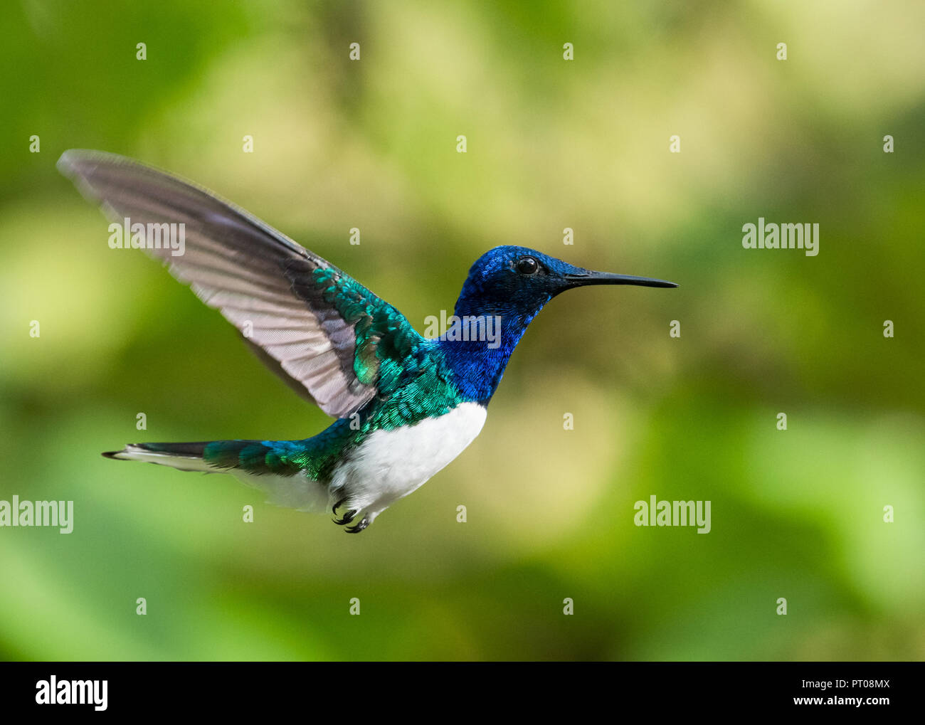 Jacobin Bird High Resolution Stock Photography and Images - Alamy