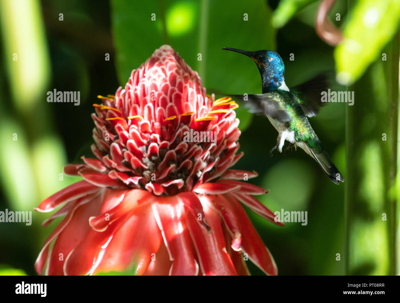 White Torch High Resolution Stock Photography and Images - Alamy