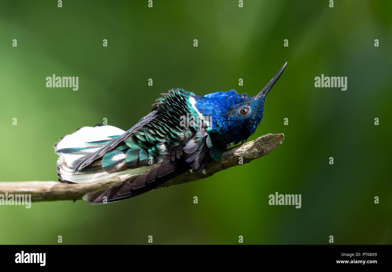 A White-necked Jacobin hummingbird, Florisuga mellivora, in an unusual ...
