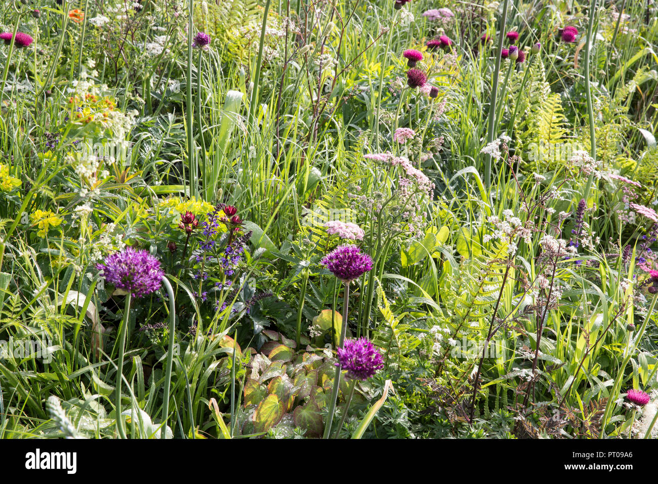 Meadow style planting of Allium hollandicum 'Purple Sensation', Cirsium ...