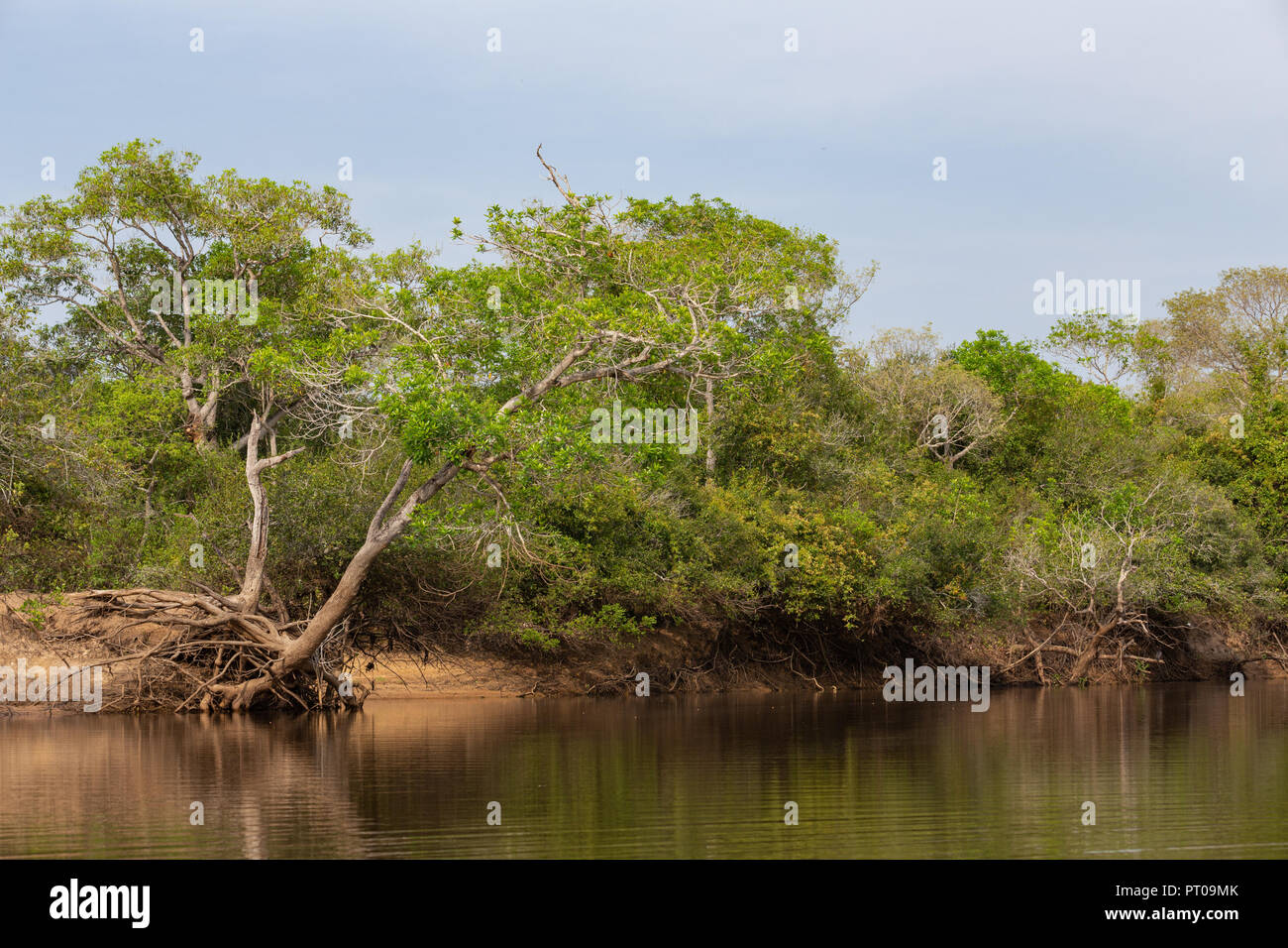 view of the jungle river in the Pantanal, Mato grosso region Stock ...