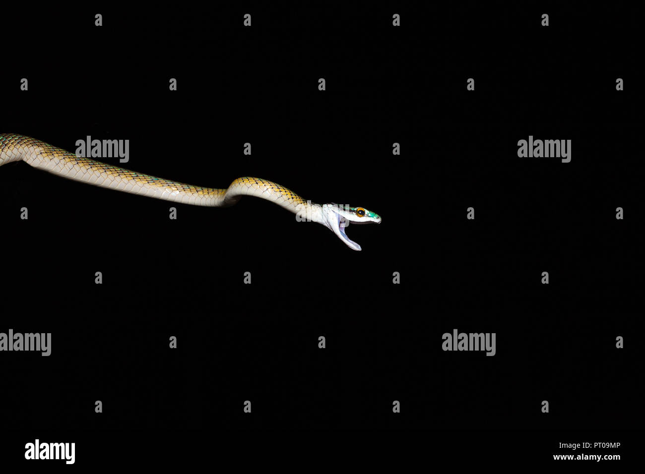 Common Parrot snake at night on the tree Stock Photo - Alamy