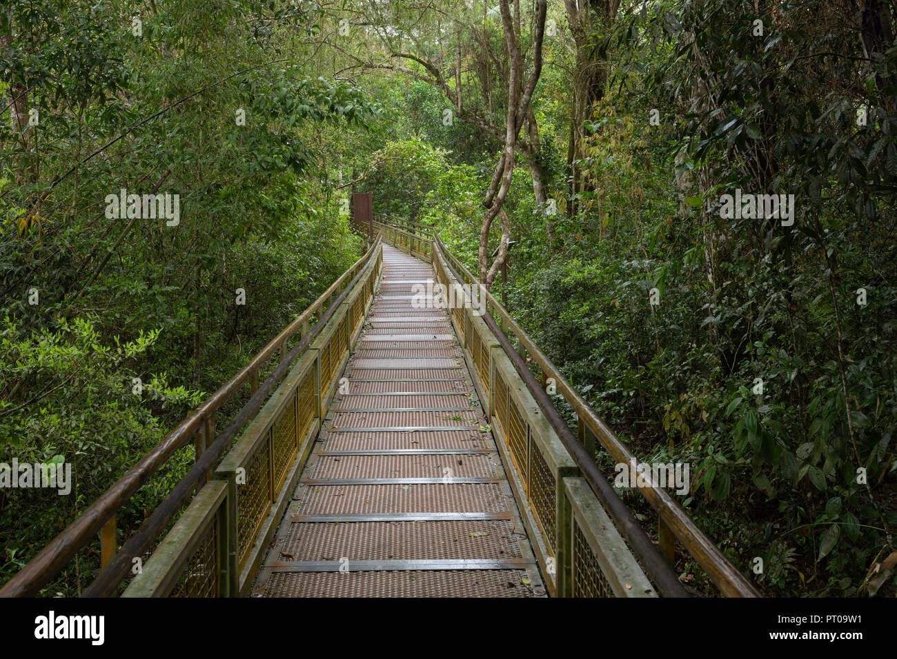 path in the jungle / landscape Stock Photo - Alamy